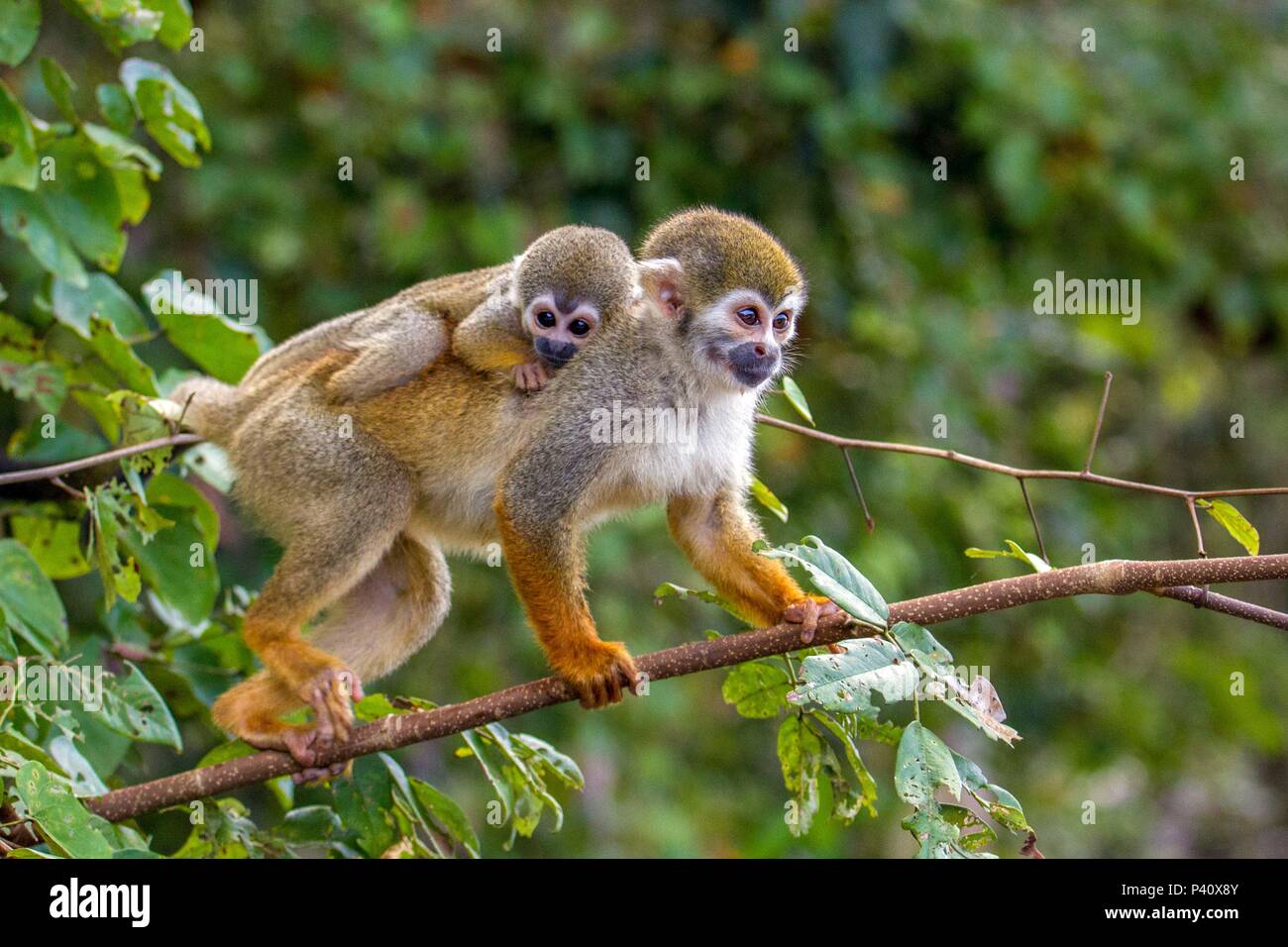 Rio Ariaú - Iranduba/AM Mico-de-cheiro macaco-de-cheiro Saimiri ...