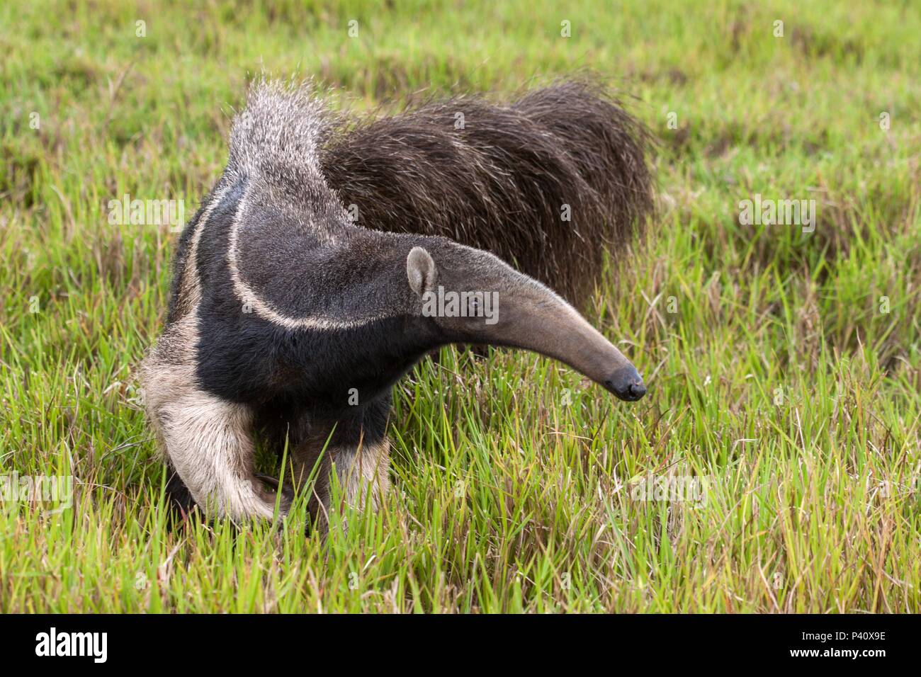 Papa formigas gigante hi-res stock photography and images - Alamy