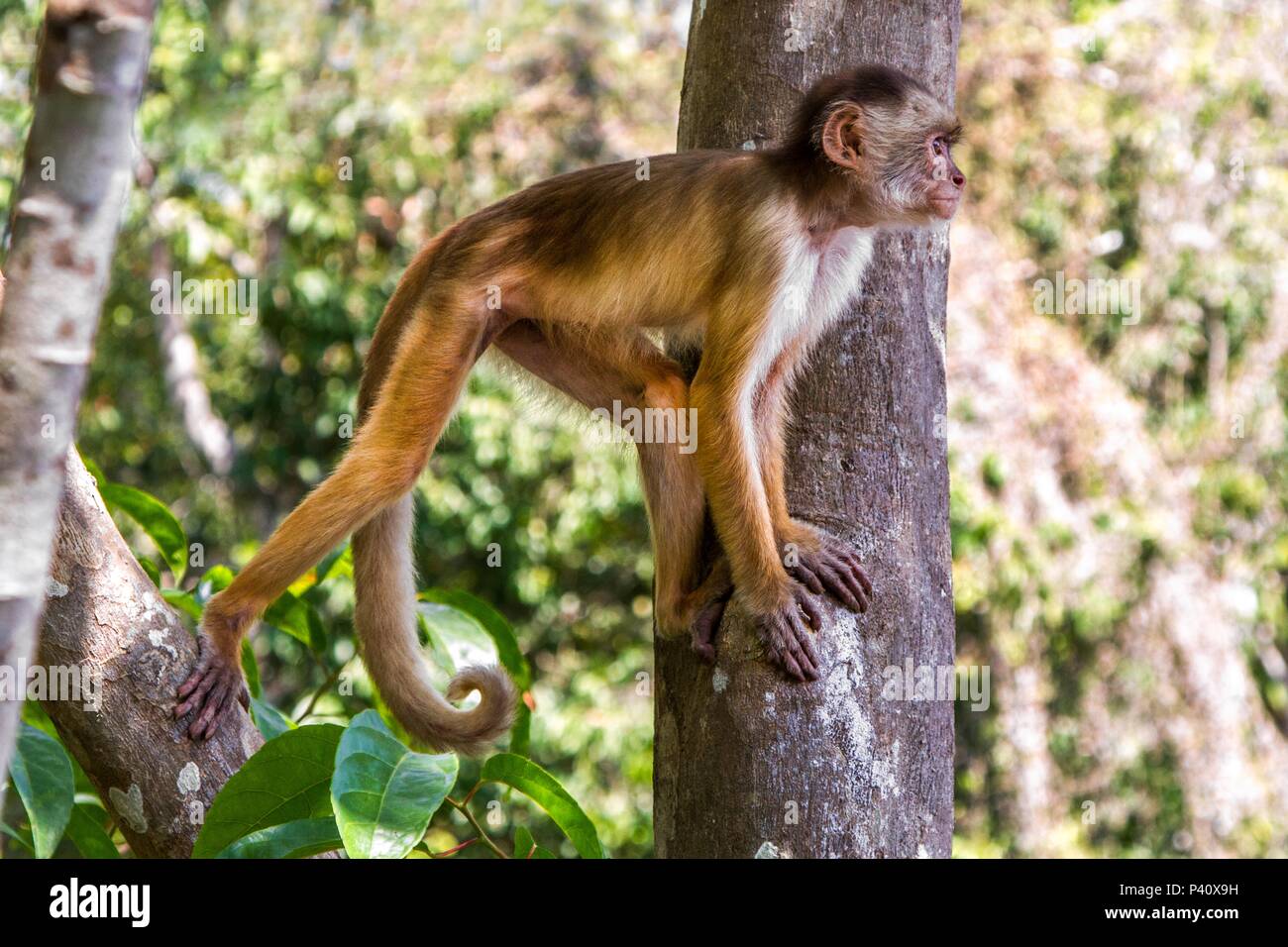 Iranduba - AM Macaco Macaco Caiarara Cebus kaapori primata Fauna ...