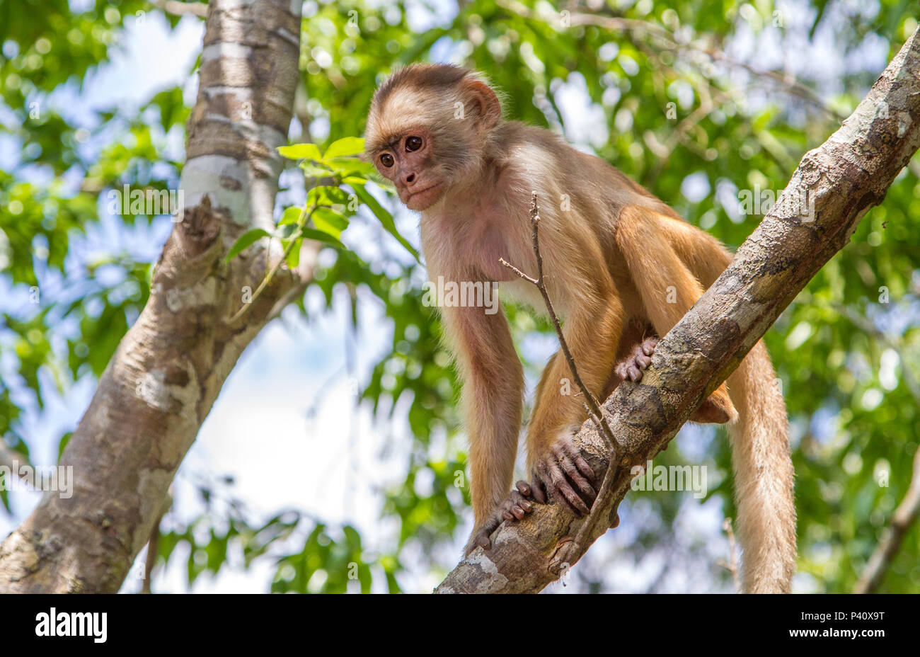 Iranduba - AM Macaco Macaco Caiarara Cebus kaapori primata Fauna ...