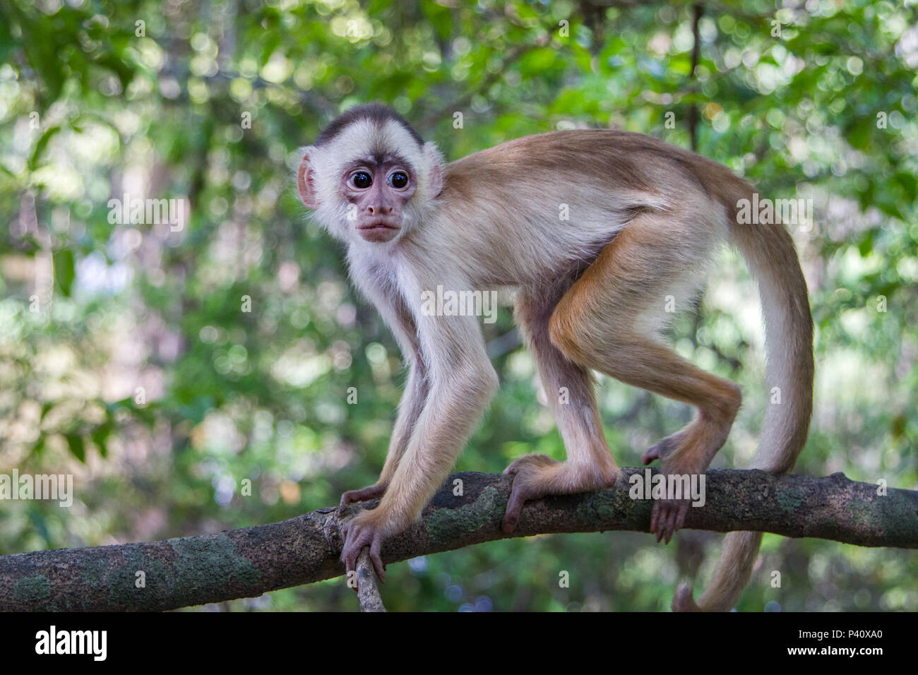 Iranduba - AM Macaco Macaco Caiarara Cebus kaapori primata Fauna ...