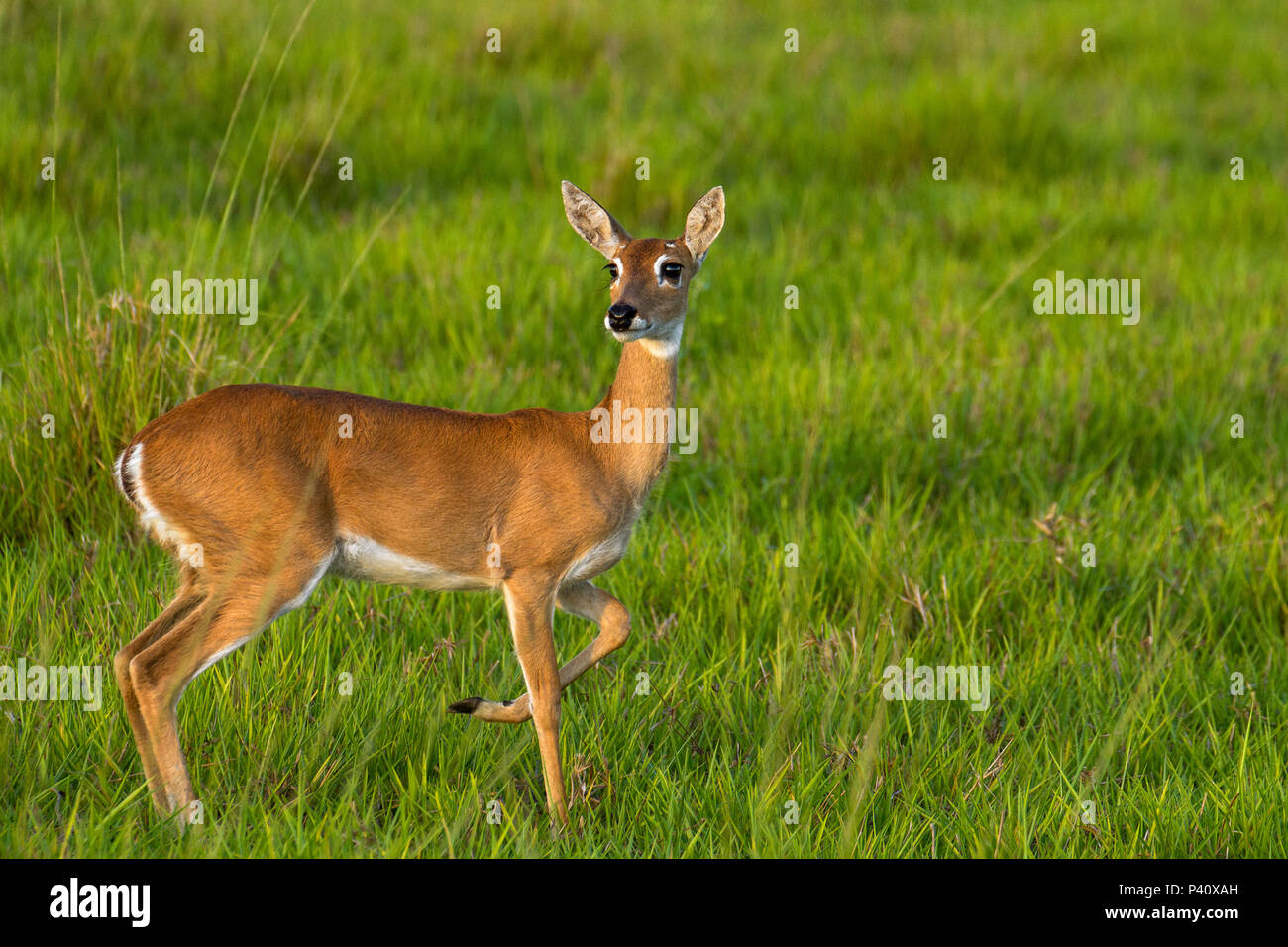 Veado campestre hi-res stock photography and images - Alamy