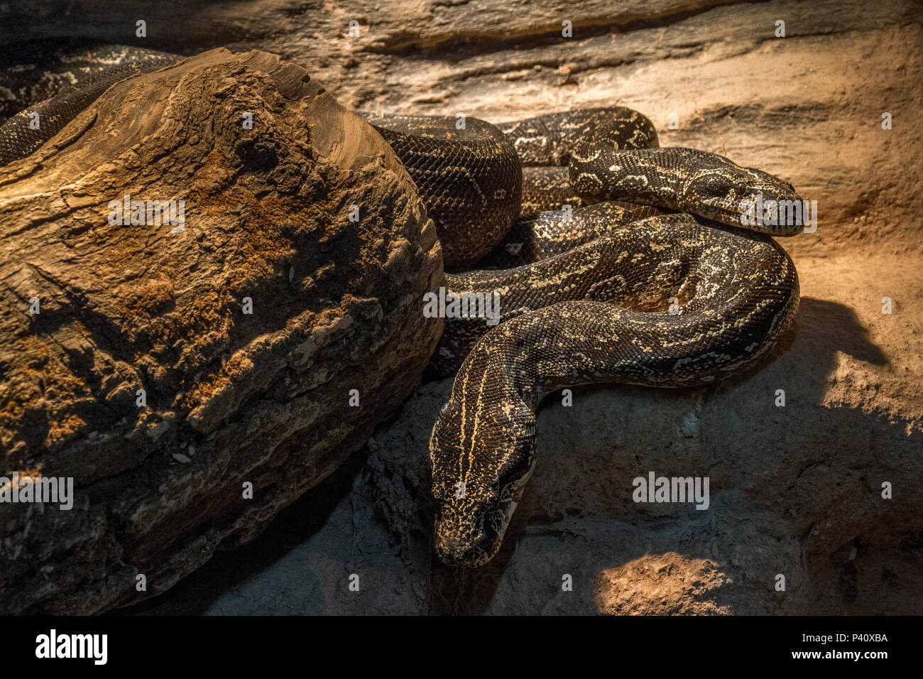 Boa constrictor occidentalis hi-res stock photography and images - Alamy