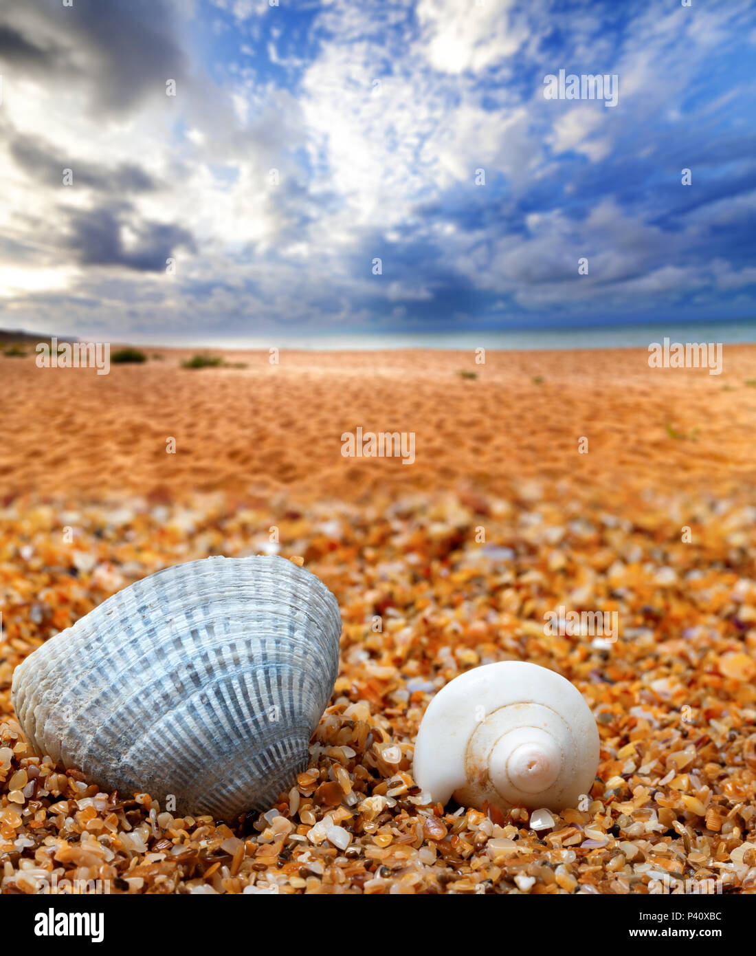 Two seashells on sand beach and blue sunlight sky with clouds at ...
