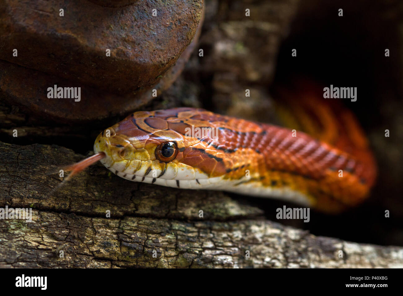 Corn snake Pantherophis guttatus cobra do milho réptil Fauna Natureza ...