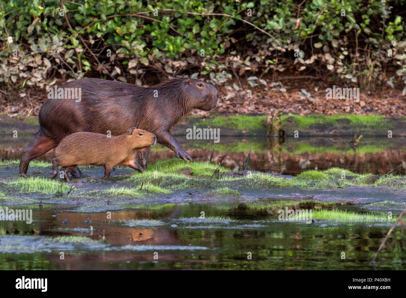 Porco Capivara High Resolution Stock Photography and Images - Alamy