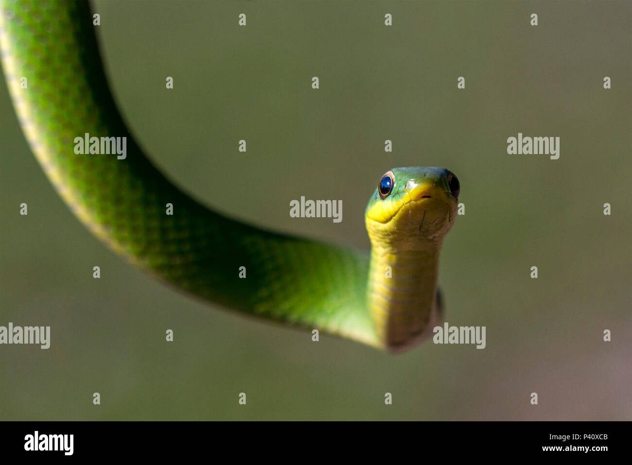 Genero chironius hi-res stock photography and images - Alamy