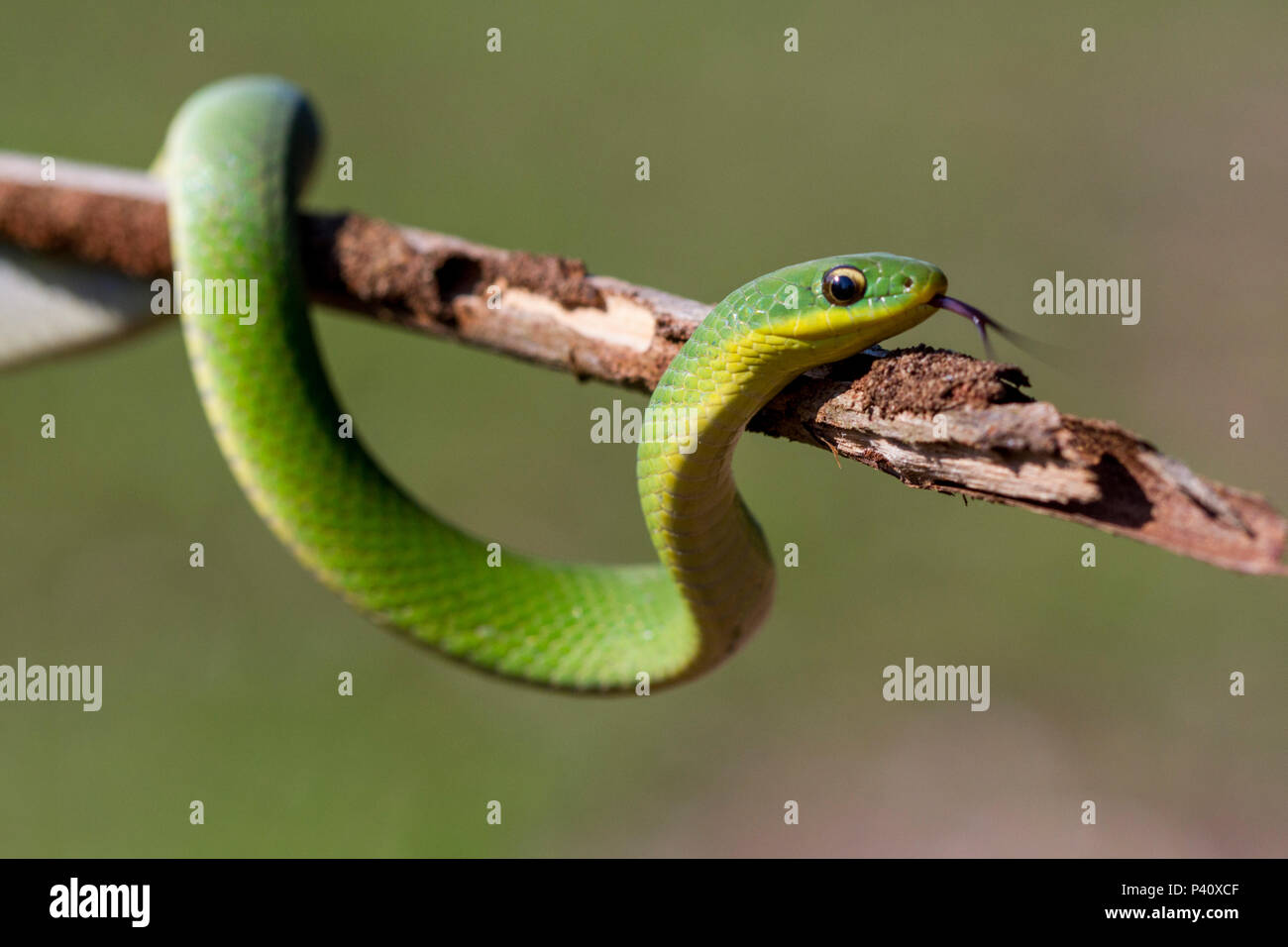 Género animal hi-res stock photography and images - Alamy