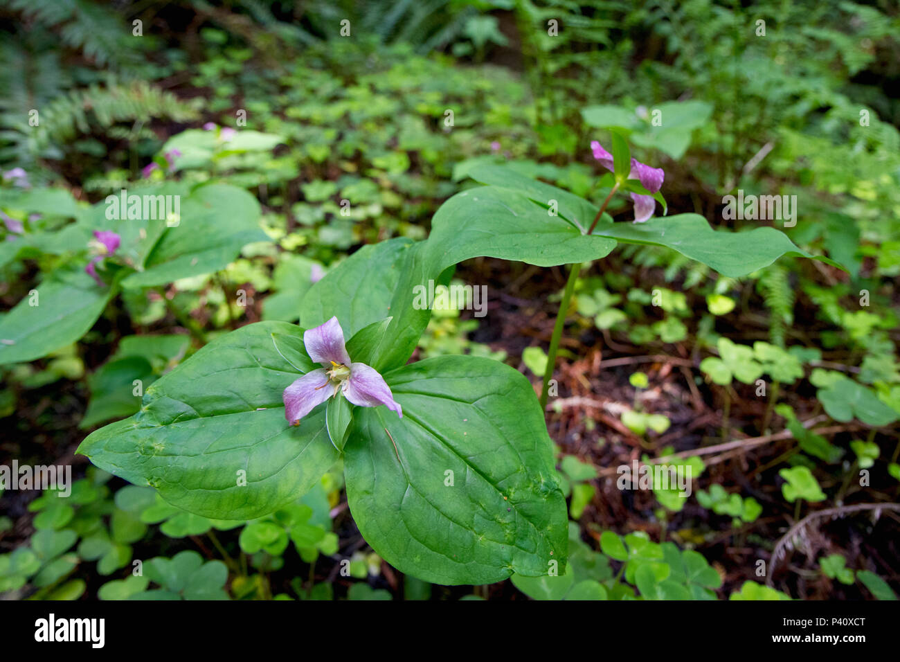 Purple Trillium (Trillium erectum) flowering, Butano State Park, California Stock Photo - Alamy