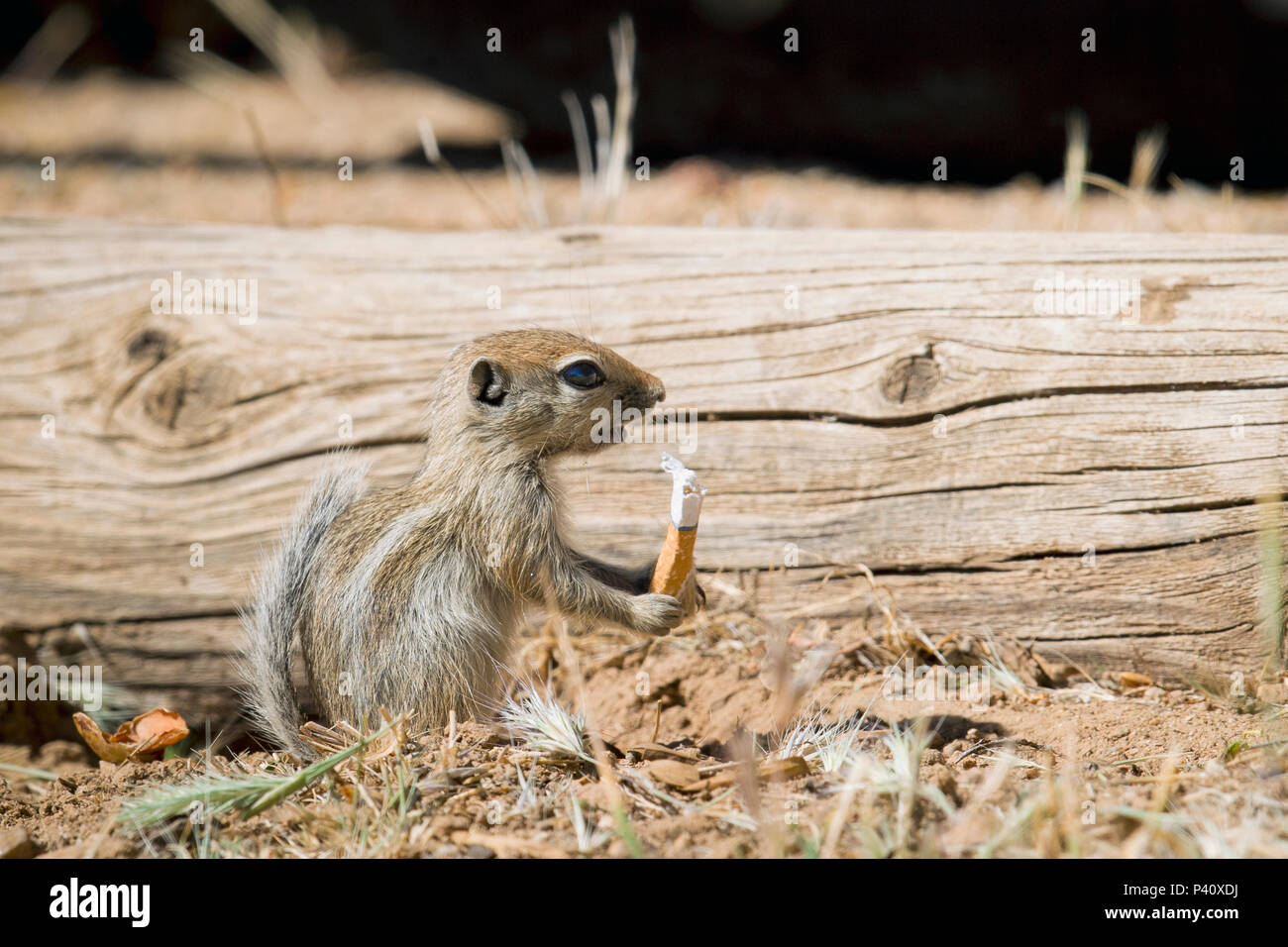 Nelson's Antelope-squirrel (Ammospermophilus nelsoni) juvenile holding ...