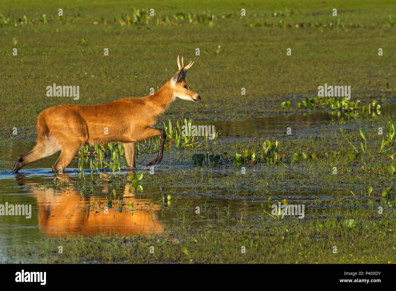 Cervo do pantanal hi-res stock photography and images - Alamy