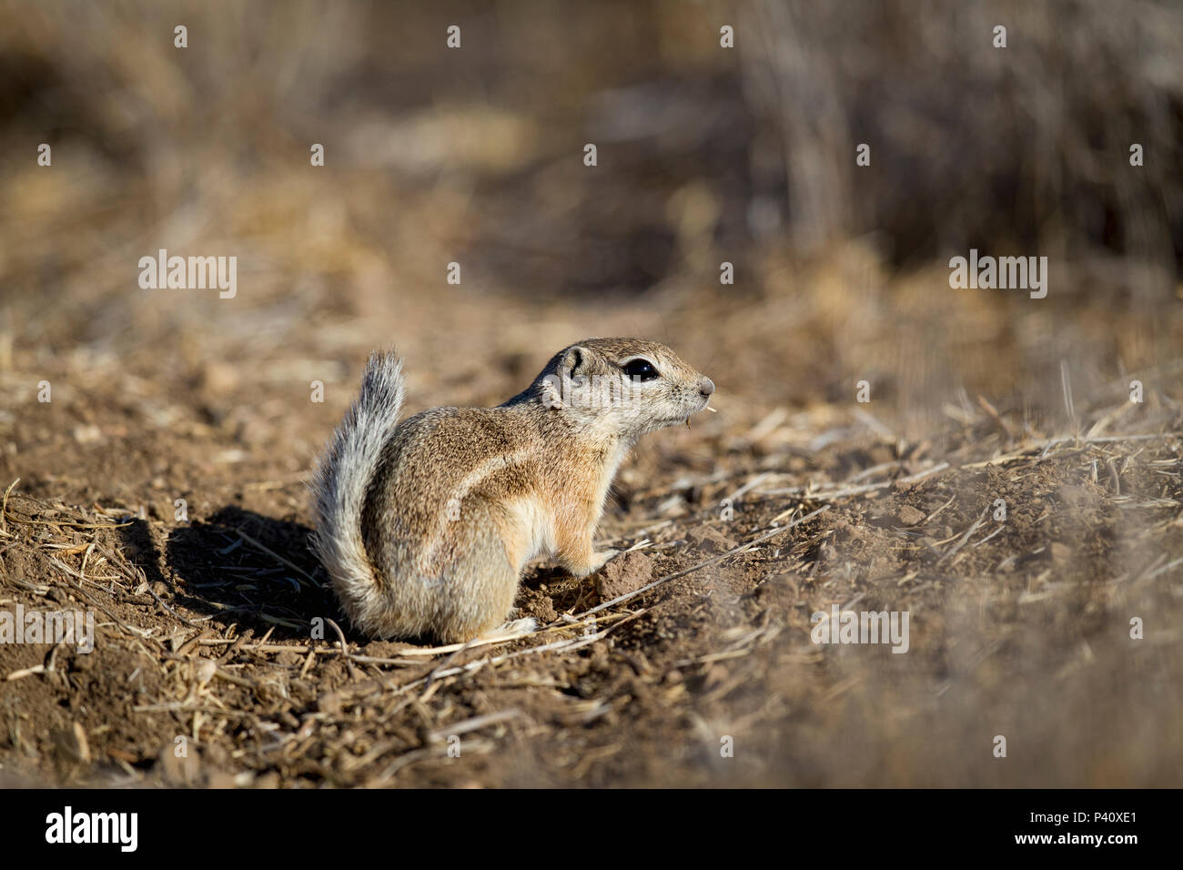 Nelson's Antelope-squirrel (Ammospermophilus nelsoni), Carrizo Plain ...