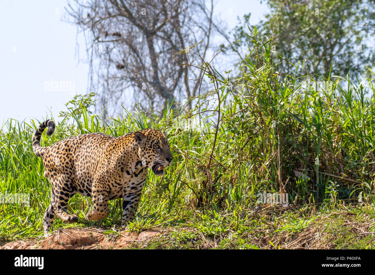 Onça Onça-pintada jaguar onça-preta Panthera onca pantera Fauna ...