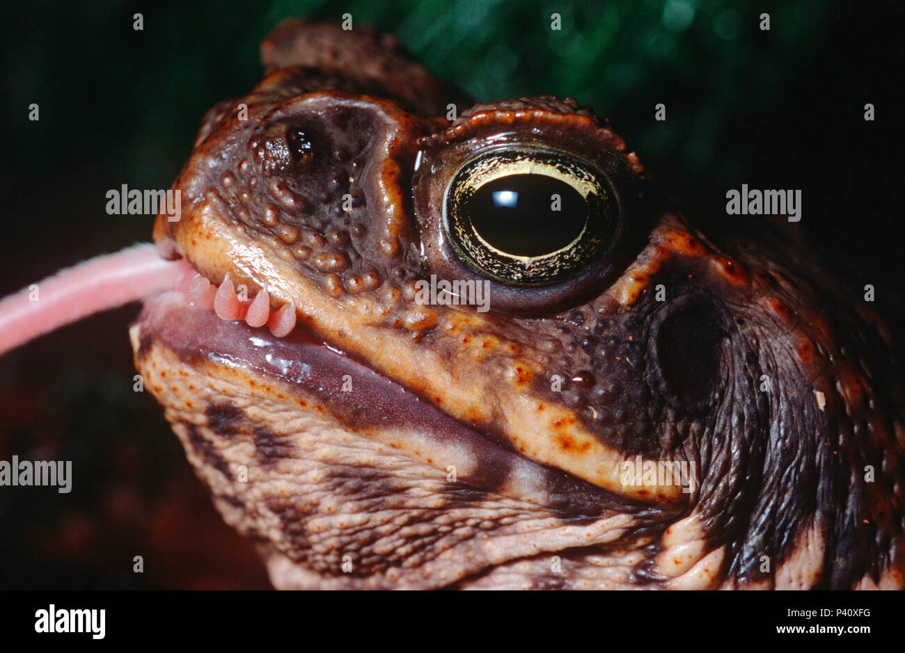 Cane Toad (Bufo marinus) swallowing mouse prey, native to Central and ...