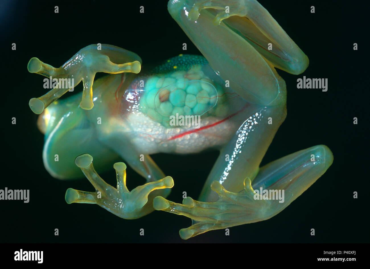 Glass Frog (Cochranella antisthenesi) underside showing internal organs ...