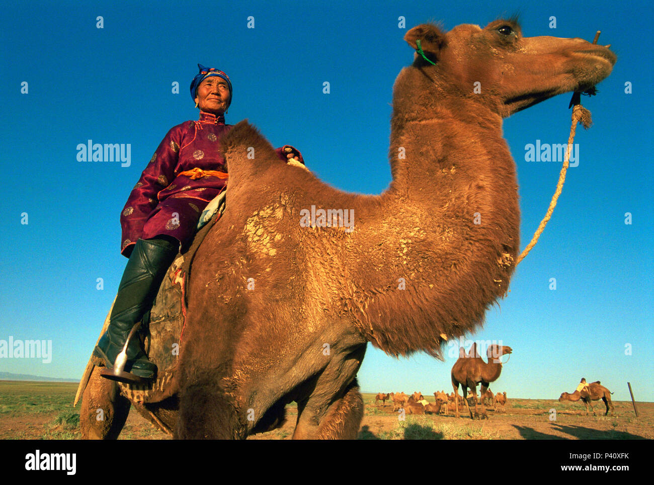 Bactrian Camel (Camelus bactrianus) ridden by nomadic woman, Gobi ...