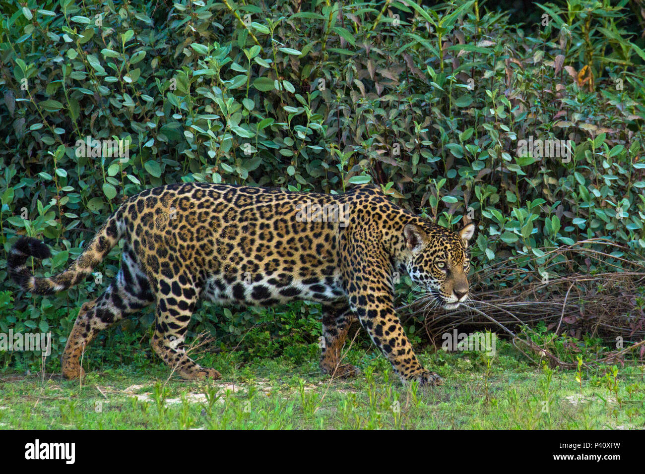 Pantera onca hi-res stock photography and images - Alamy