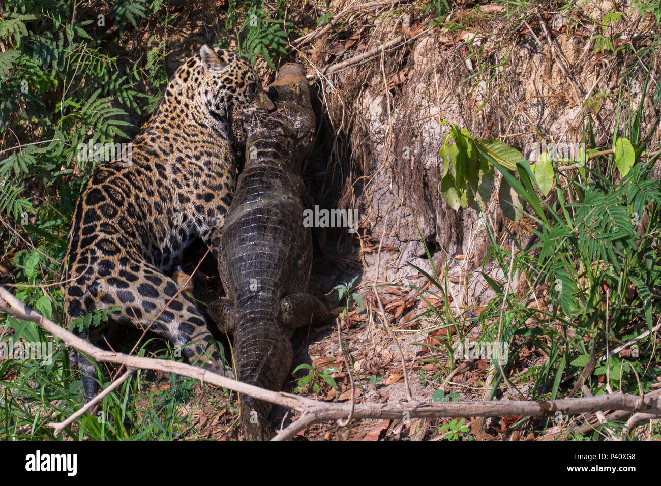 Onça Onça-pintada jaguar onça-preta Panthera onca pantera Fauna ...