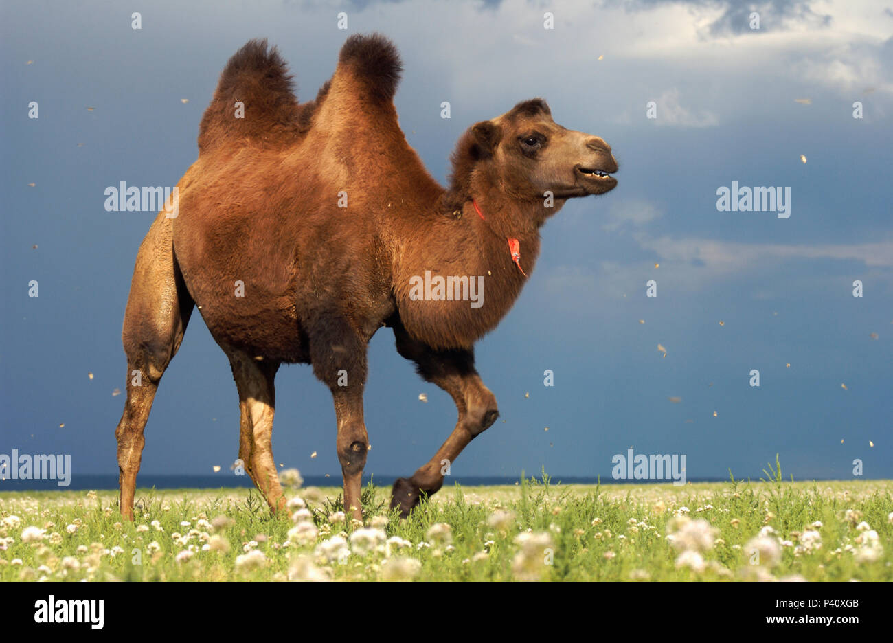 Bactrian Camel (Camelus bactrianus) stallion running through flowering ...