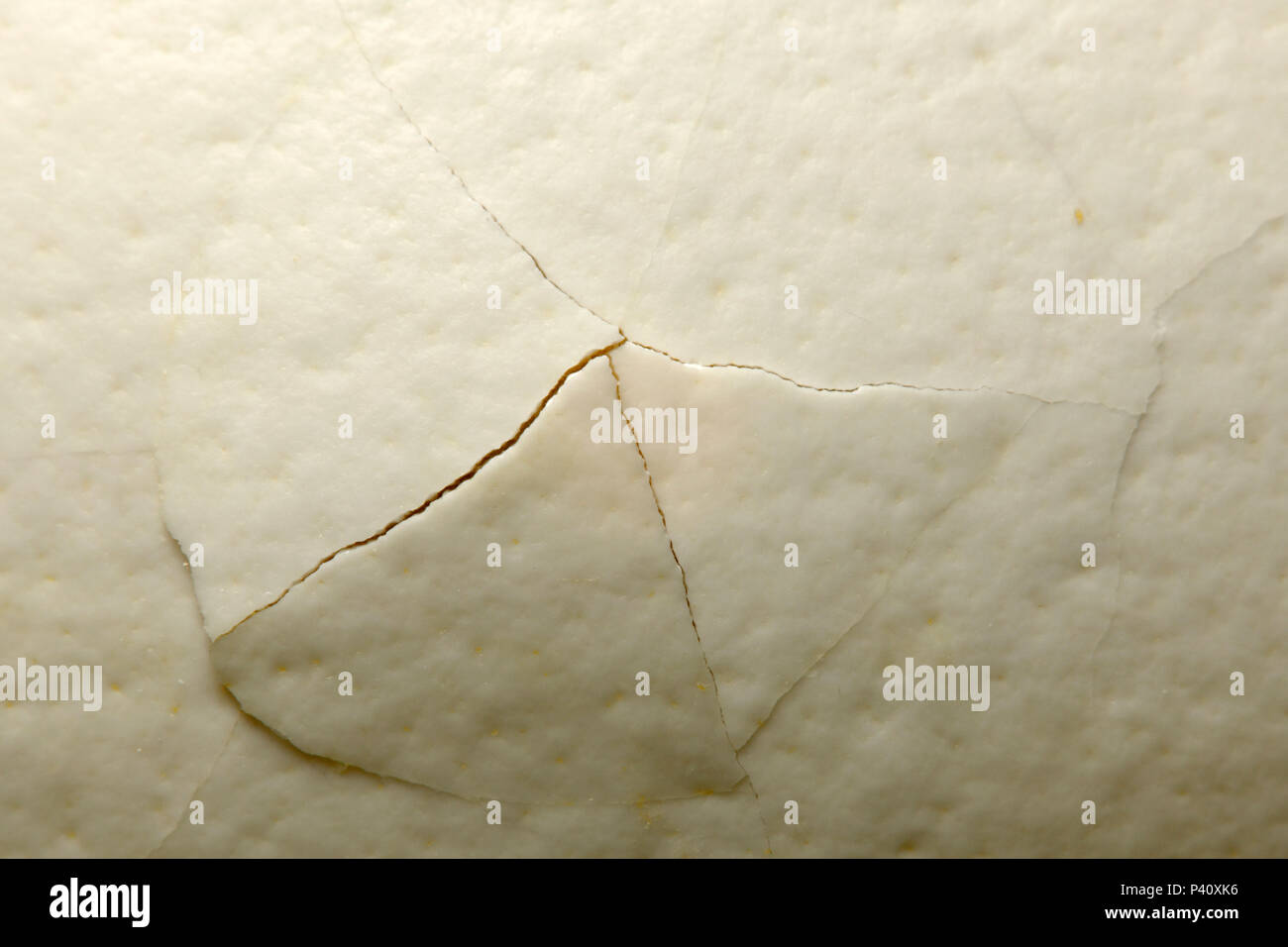 Domestic Chicken (Gallus domesticus) chick cracking egg with egg tooth ...