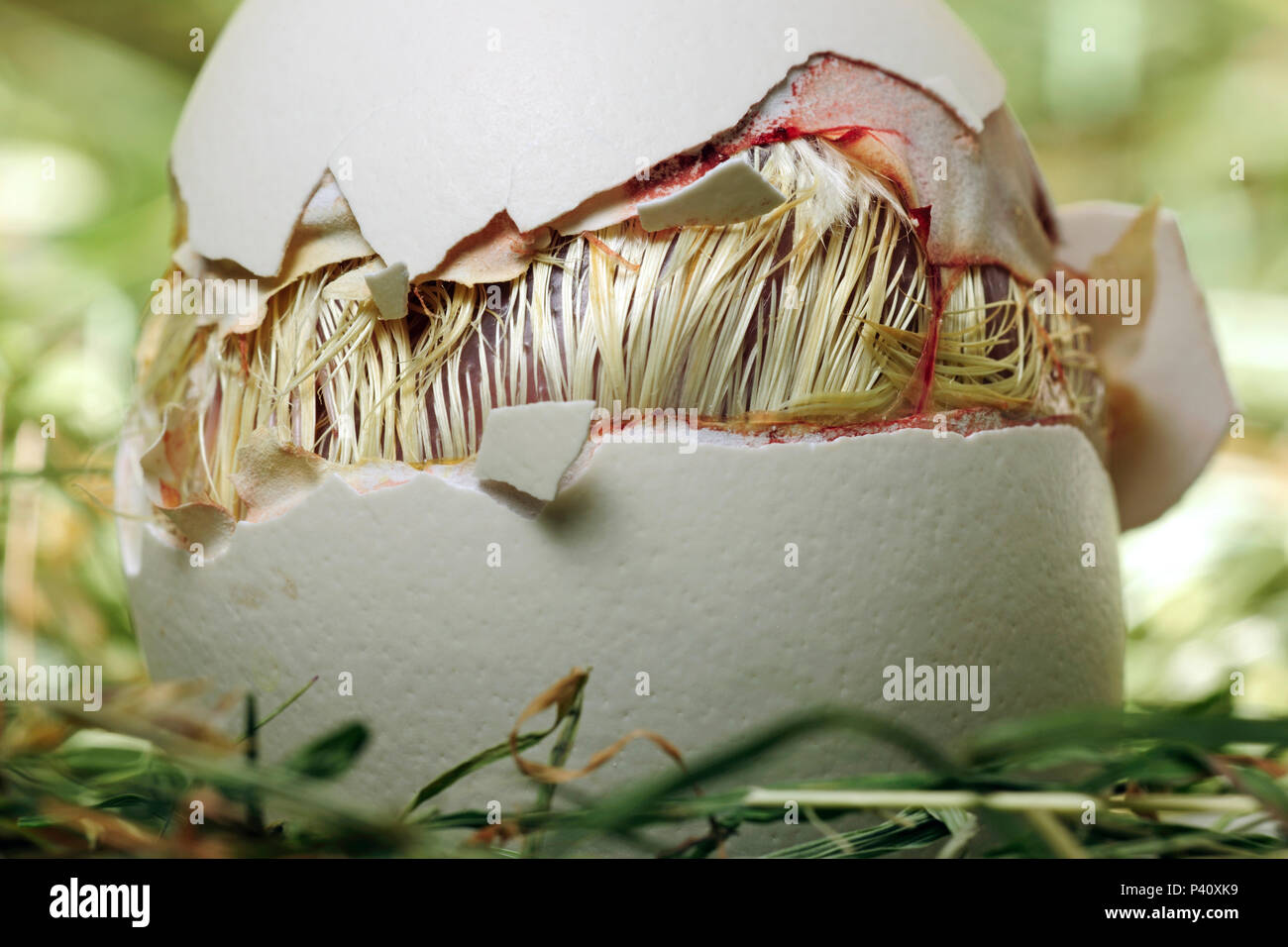 Domestic Chicken (Gallus domesticus) chick hatching, Cuxhaven, Lower ...