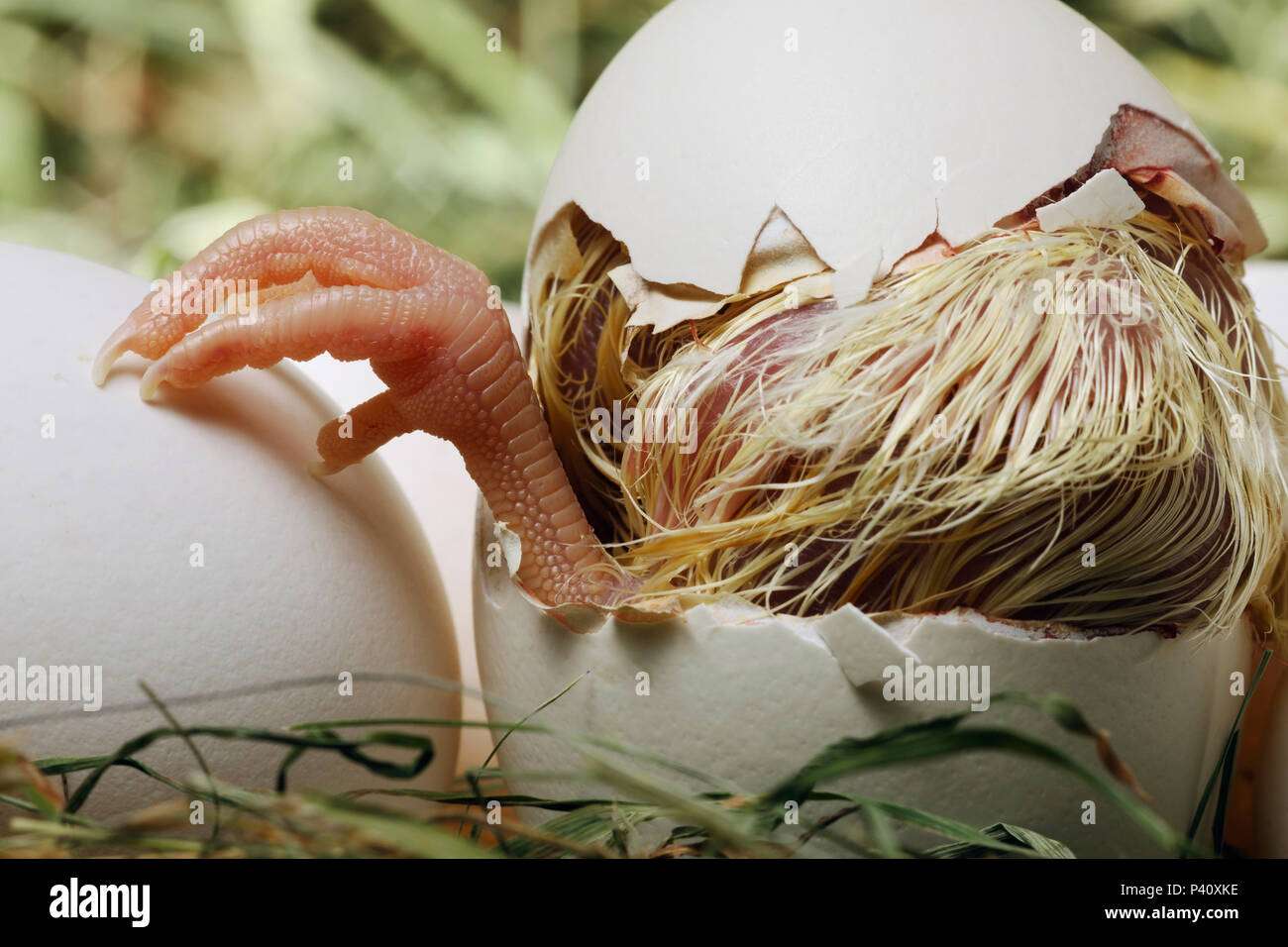 Domestic Chicken (Gallus domesticus) chick hatching, Cuxhaven, Lower ...