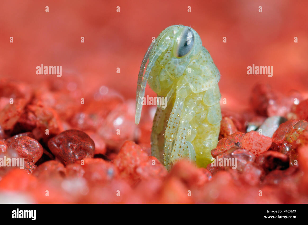 Desert Locust (Schistocerca gregaria) hatching from ground, native to ...