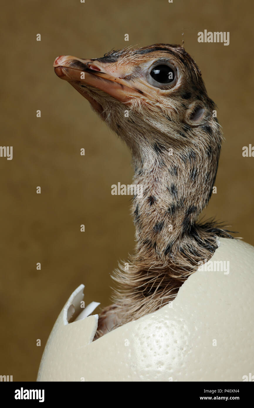 Ostrich (Struthio camelus) chick hatching, native to Africa. Sequence 3 ...