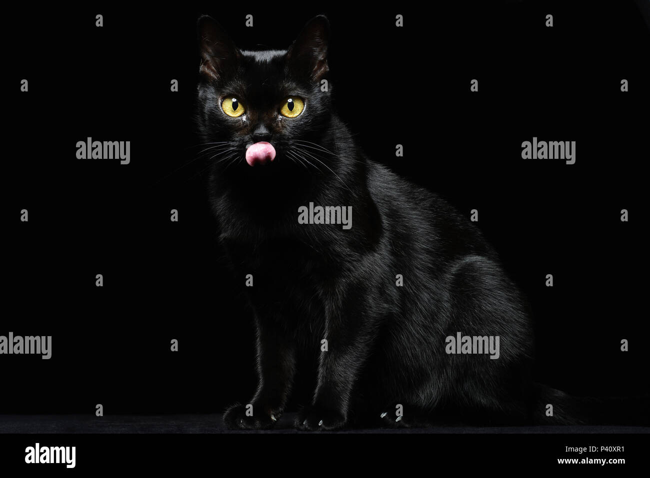 British Bombay (Felis catus) cat licking chops, Bielefeld, North Rhine ...