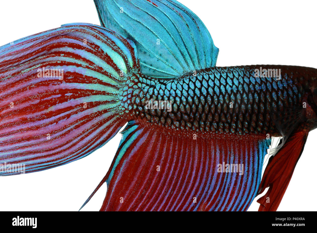 Siamese Fighting Fish (Betta splendens) male, native to Asia Stock ...