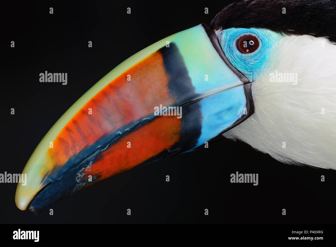 Red-billed Toucan (Ramphastos tucanus), native to South America Stock ...
