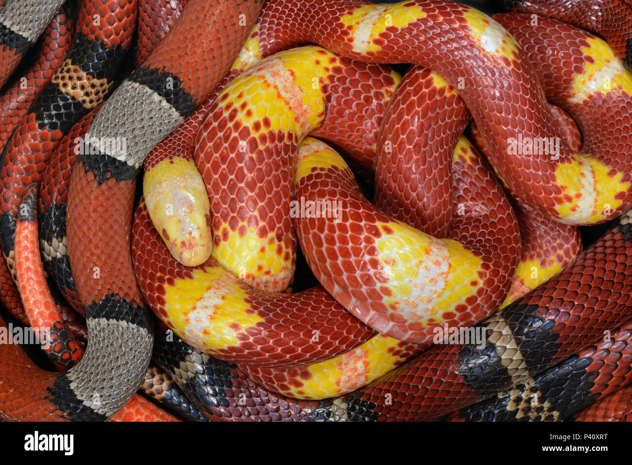 Kingsnake (Lampropeltis sp) group with different colorations, native to ...