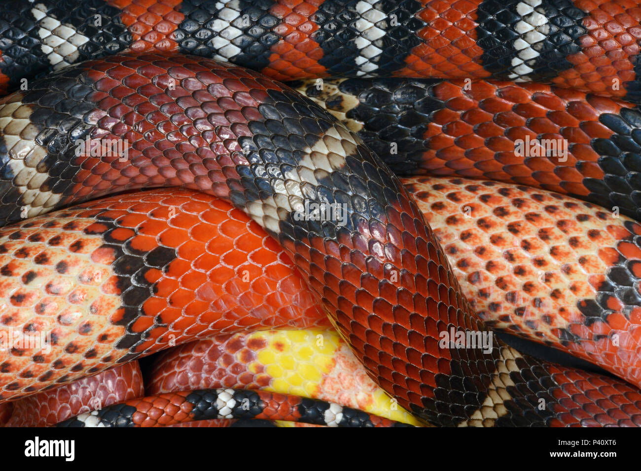 Kingsnake (Lampropeltis sp) group with different colorations, native to ...