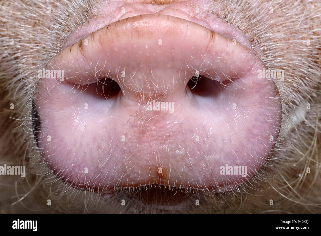 Domestic Pig (Sus scrofa domesticus) nose, Borken, North Rhine ...
