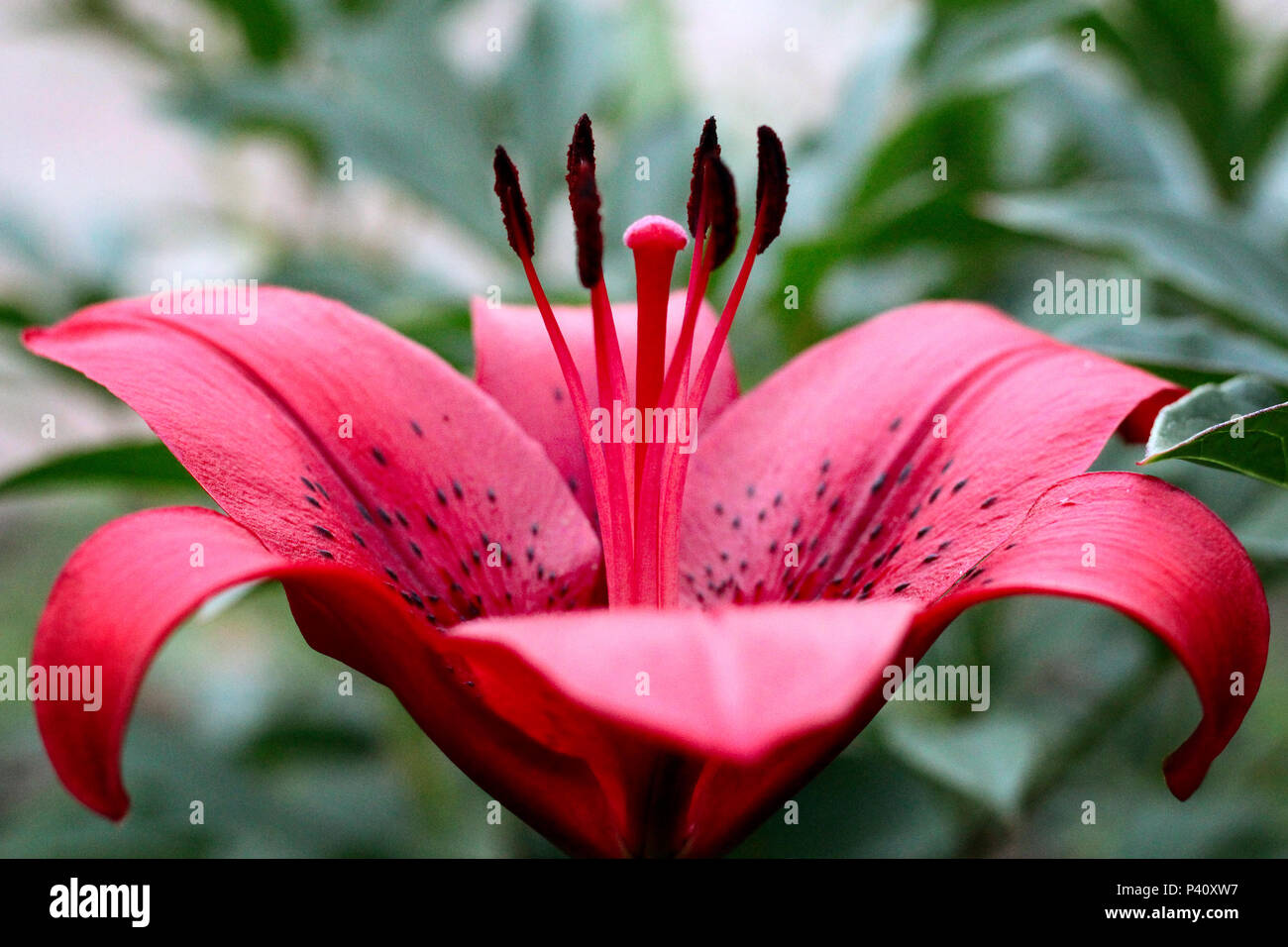 red lily. photo Stock Photo - Alamy