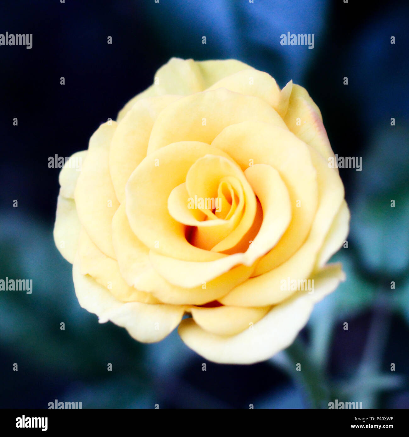 yellow rose. photo. background Stock Photo - Alamy