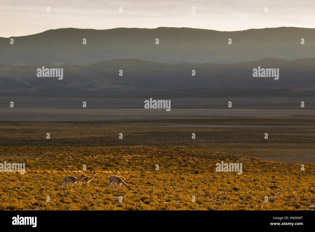 Vicuna (Vicugna vicugna) group in dry puna grassland, Abra Granada ...