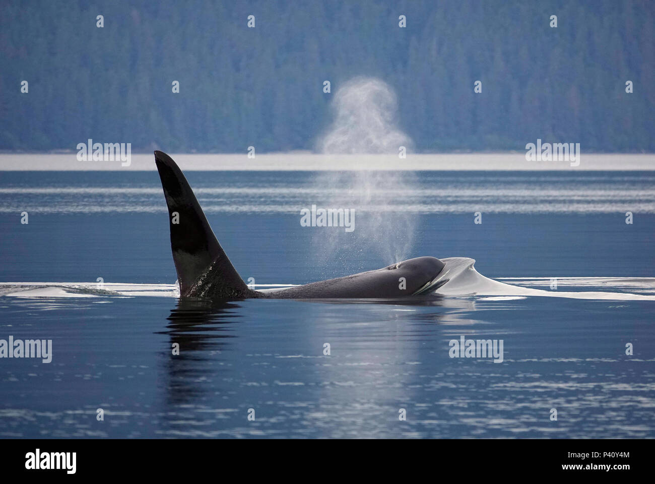 Orca (Orcinus orca) male breathing at surface, Prince William Sound ...