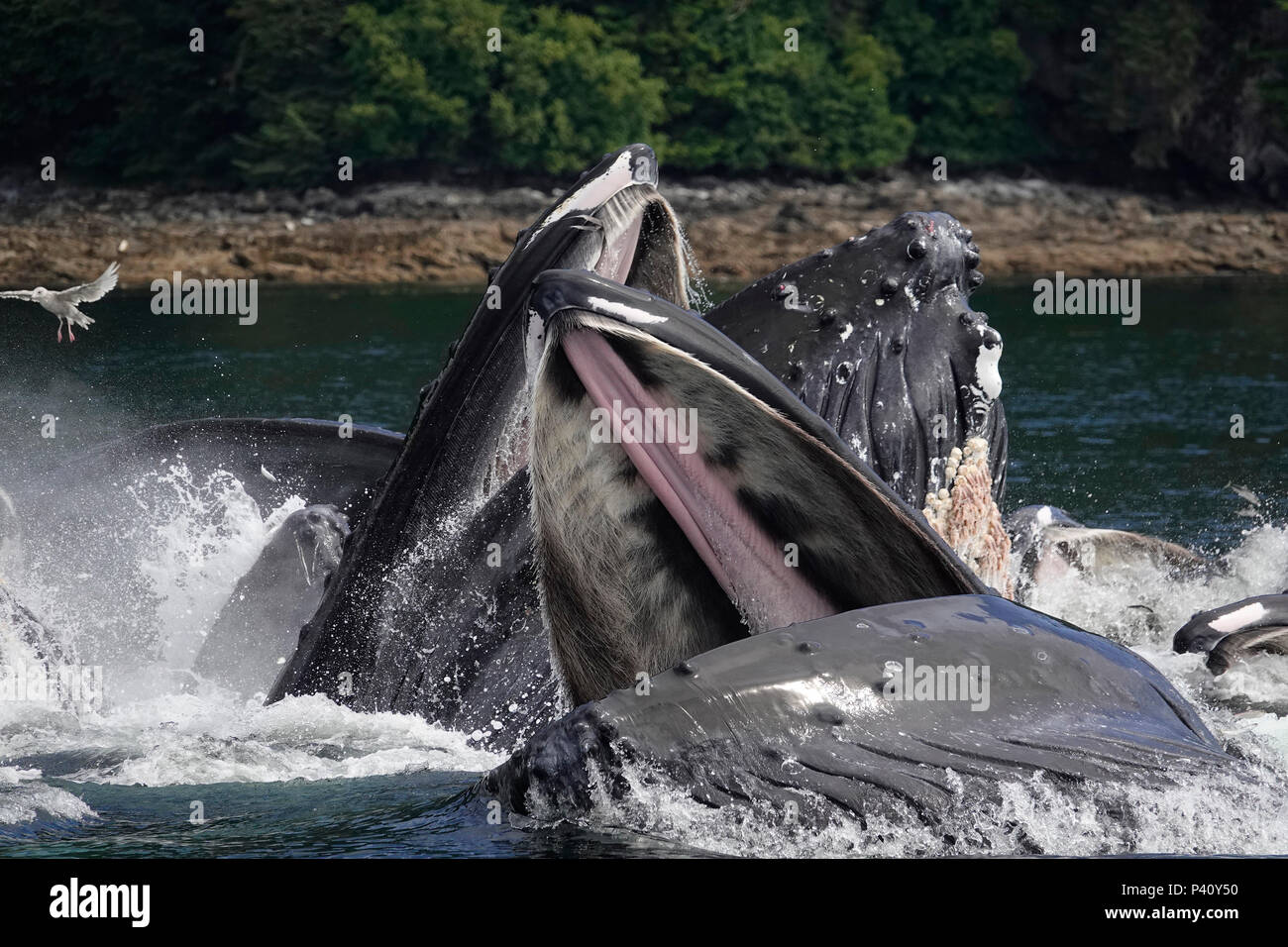 Humpback Whale (Megaptera novaeangliae) group gulp feeding, southeast ...