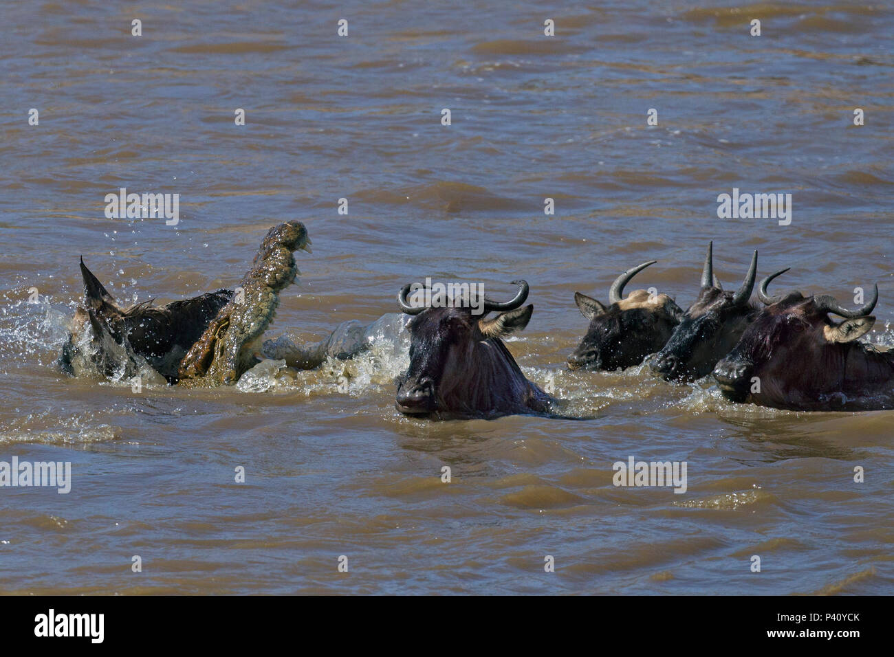 Nile Crocodile (Crocodylus niloticus) attacking Blue Wildebeest ...