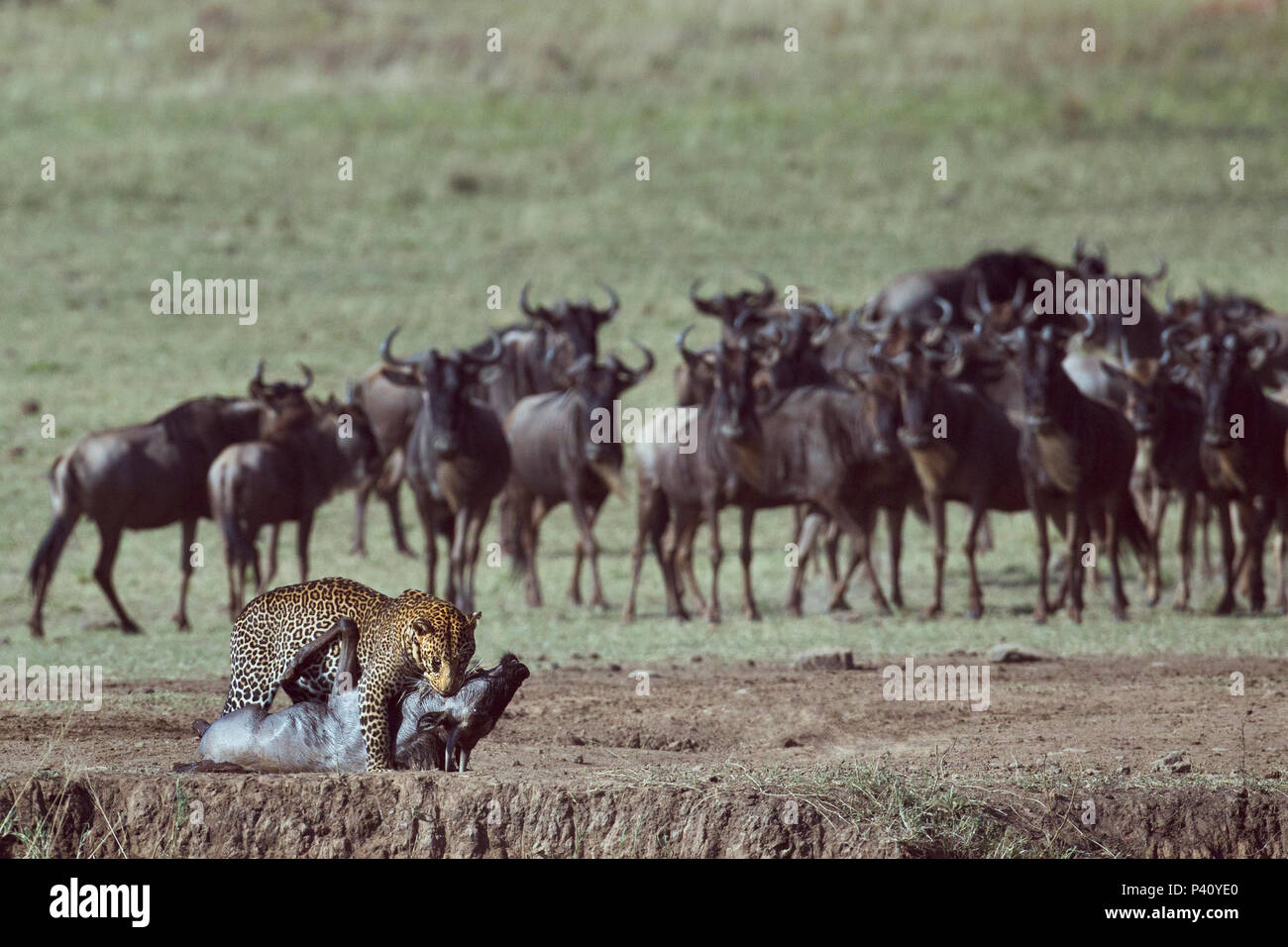 Leopard (Panthera pardus) male hunting Blue Wildebeest (Connochaetes ...