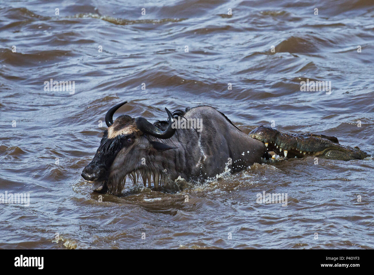 Nile Crocodile (Crocodylus niloticus) attacking Blue Wildebeest ...