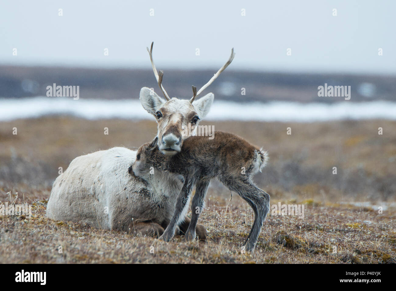 Caribou (Rangifer tarandus) newborn calf nuzzling mother, of the ...
