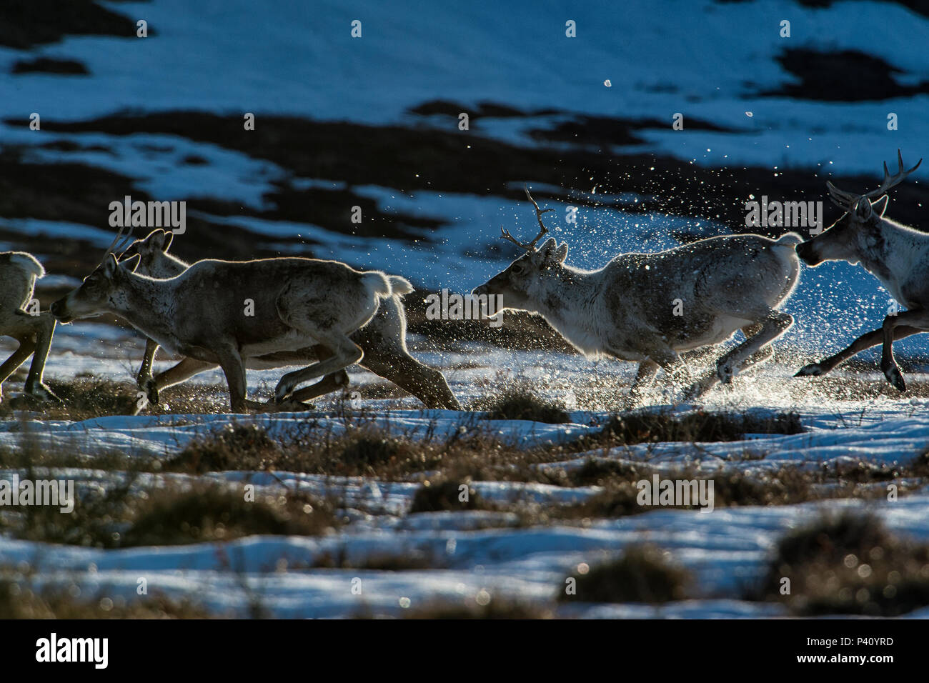 Caribou (Rangifer tarandus) females, of the porcupine herd, running ...