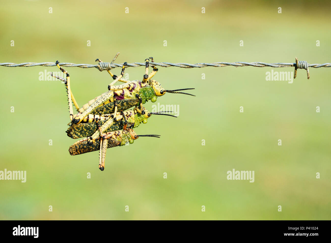 Gaudy Grasshopper (Pyrgomorphidae) trio hanging from barbed wire ...