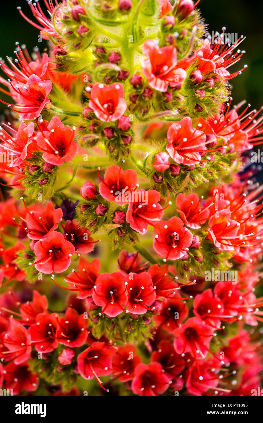 Jewel Of Orange Flower Tower