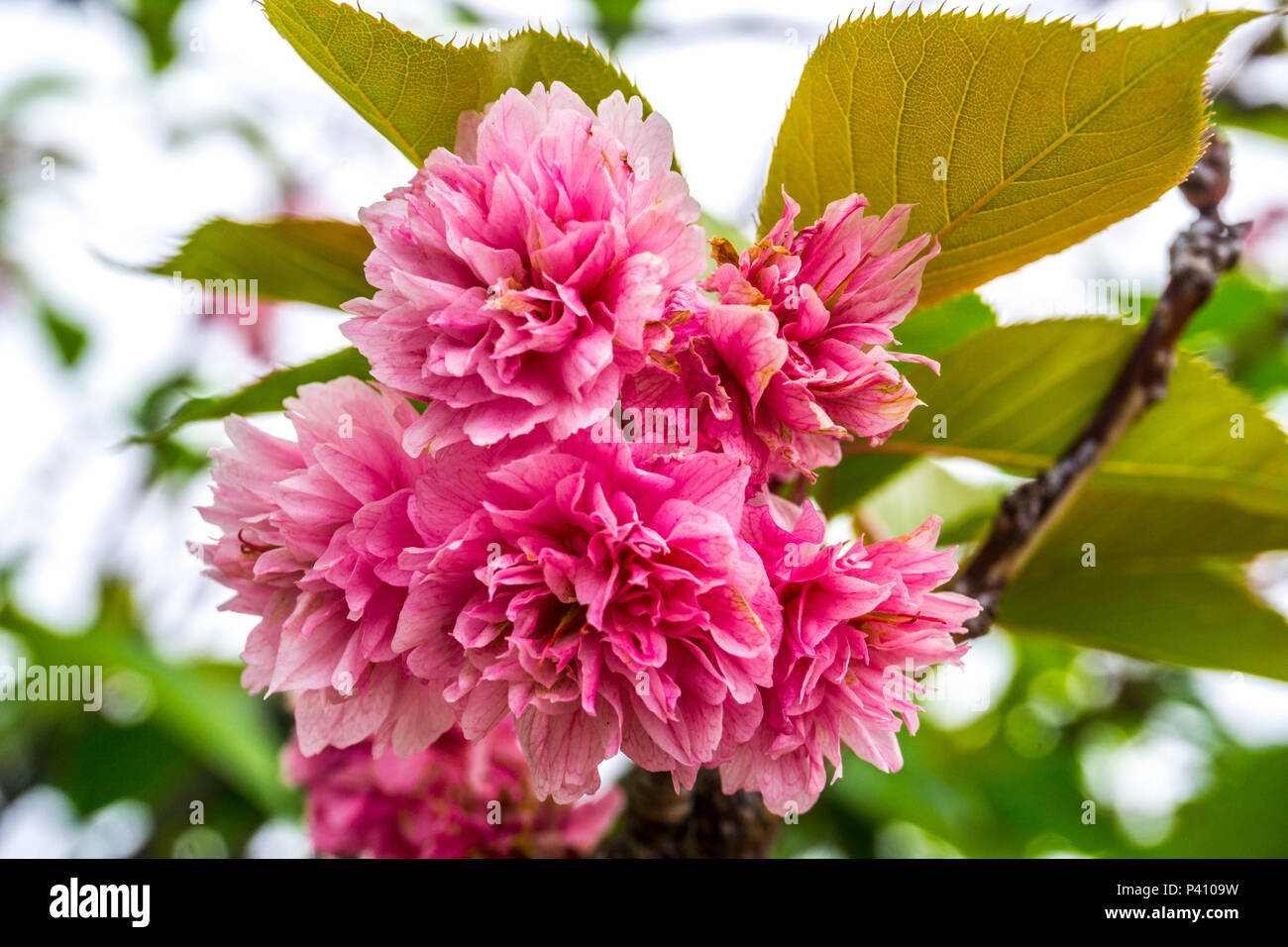 An Japanese Flowering Cherry Tree (Prunis asano) flowering in a San ...