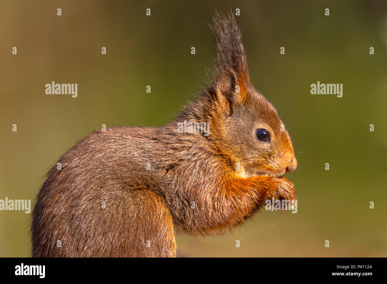 Red Squirrel (Sciurus vulgaris) close up sideview portrait on green ...