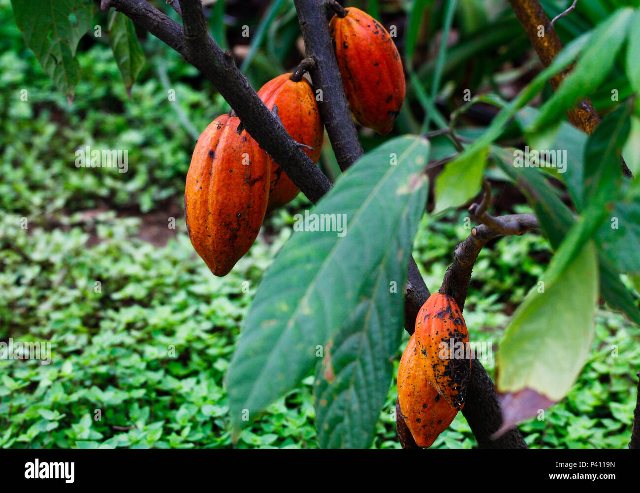 O cacaueiro, é a árvore perenefólia que dá origem ao fruto chamado ...