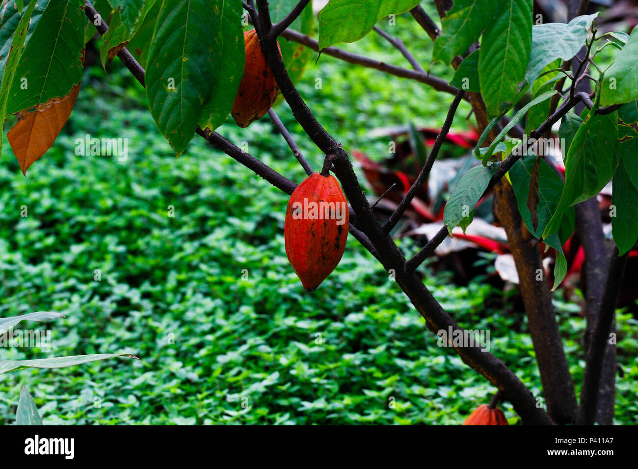 O cacaueiro, é a árvore perenefólia que dá origem ao fruto chamado ...